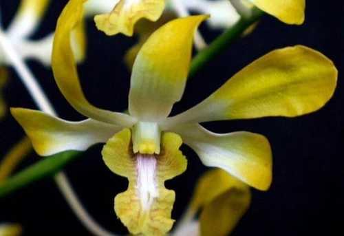 Орхидея дендрофаленопсис Genting Royal