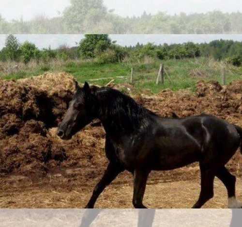 Перегной конского навоза в мешках