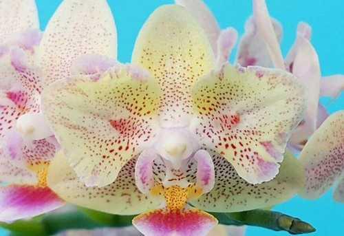 Орхидея Phal. PF 5041