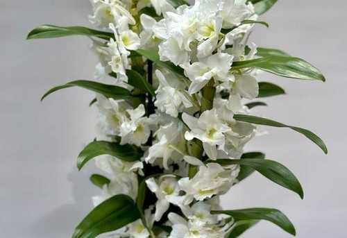 Орхидея Дендробиум белая Доставка