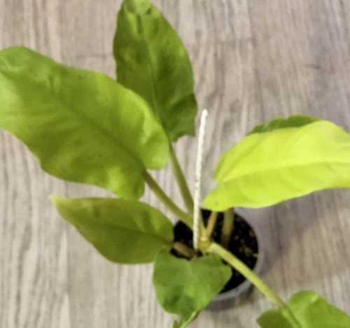 Philodendron Malay Gold
