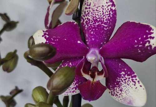Орхидея Rombley/ Fleur Blanc