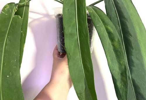 Антуриум Pallidiflorum Паллидифлорум