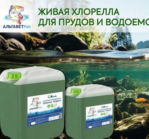 Хлорелла живая Альгавет Fish, канистра 20 л
