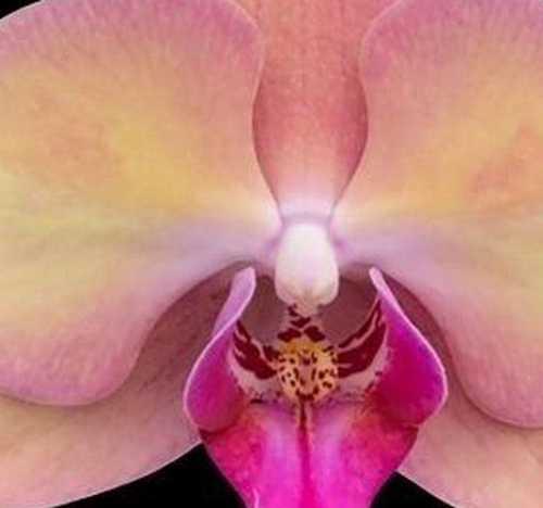 Орхидея фаленопсис Phal. OX Little Beauty