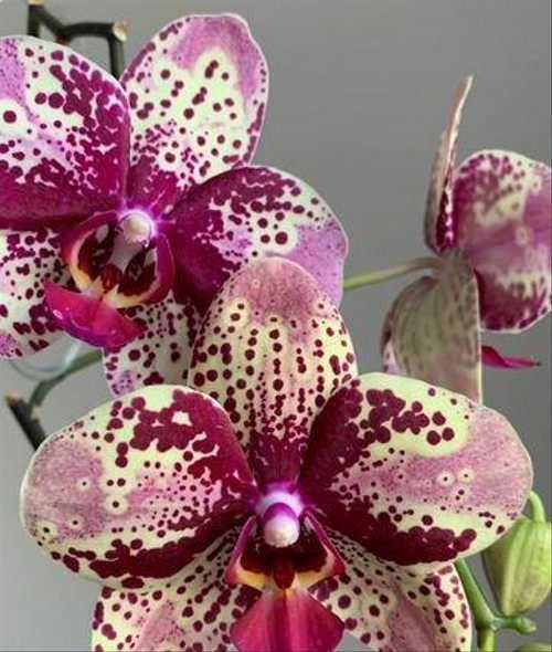 Орхидея фаленопсис Frontera