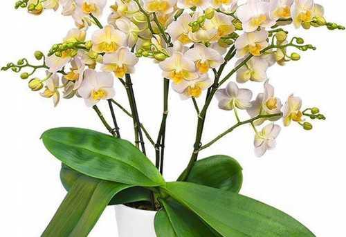 Орхидея ароматная и мультифлора Азия