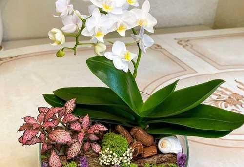 Флорариумы с орхидеей, под заказ
