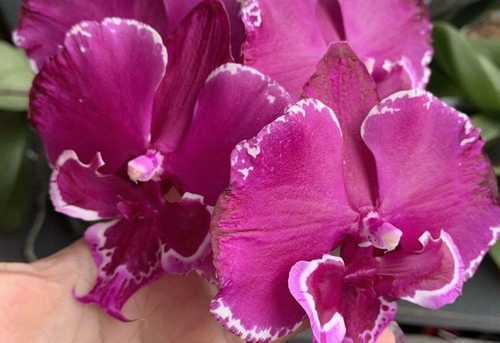 Орхидея фаленопсис биг лип "Дракарус"