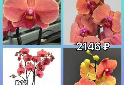 Орхидея фаленопсис1