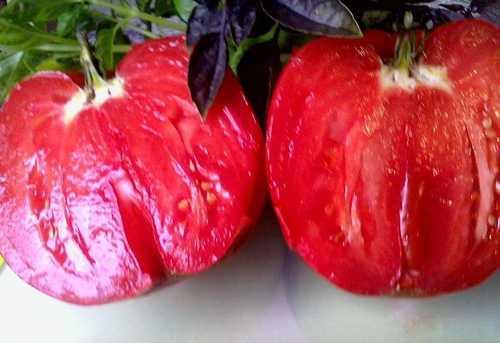 Супер вкусные и урожайные семена томатов