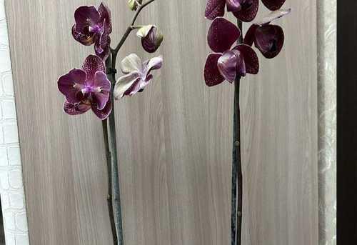 Орхидея фаленопсис бабочка, пелор