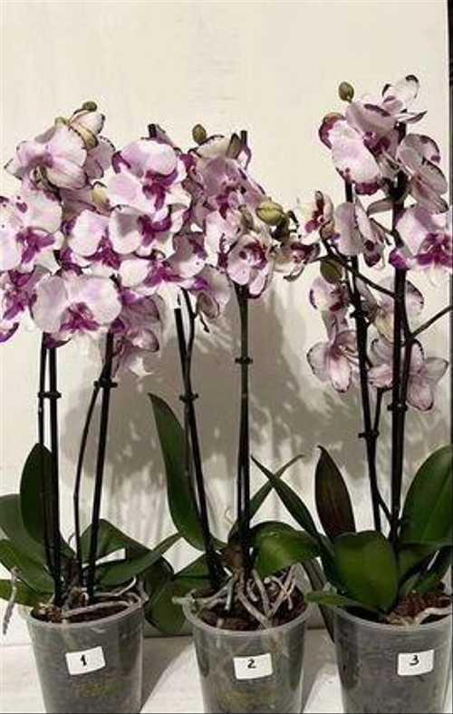 Орхидея фаленопсис много разных