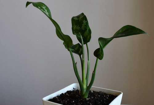 Аглаонема Мария Aglaonema Maria
