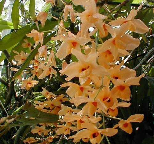 Dendrobium moschatum