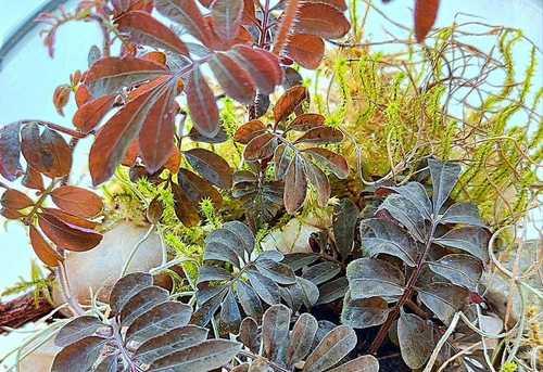 Solanum uleanum purple Соланум Улеанум в флорариум