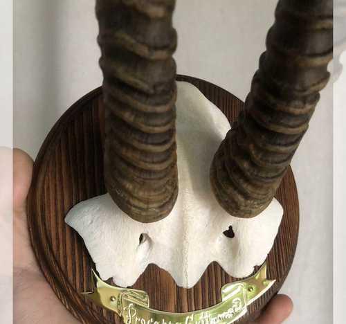 Редкие трофейные рога