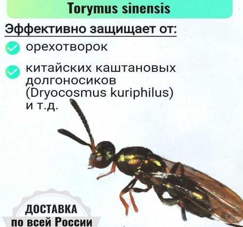 Торимус Китайский от Орехотвороток и Каштановых до