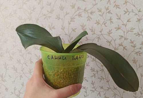 Орхидея фаленопсис Санни Банни детка