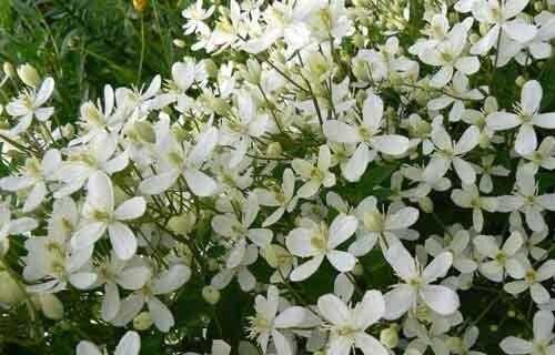 Клематис белый мелкоцветковый Много цветов
