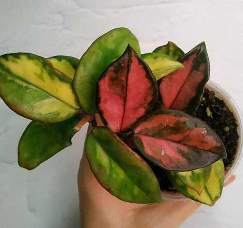 Hoya Carnosa Rubra