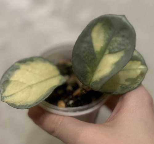 Хойя Carnosa Argentea Princess