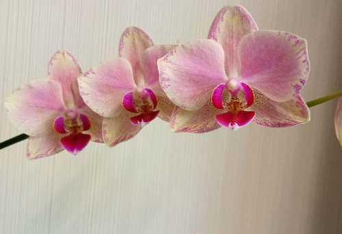 Орхидея пират пикоти