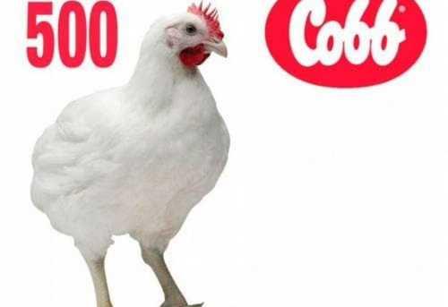 Цыплёнок бройлер кобб500.Яйцо перепела