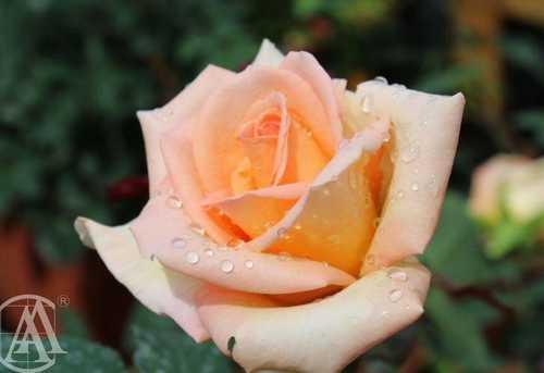Розы чайно-гибридные саженцы, Архиленд