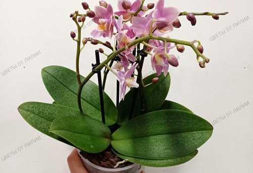 Фаленопсис Одорион Арома, две орхидеи в горшке