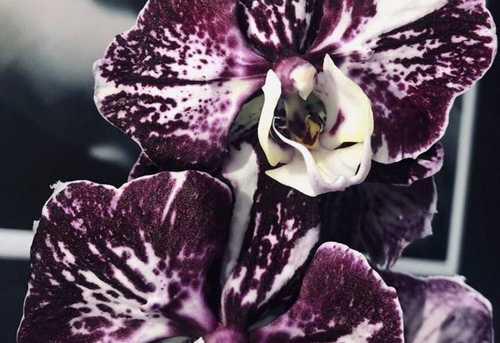 Орхидея фаленопсис Шоколадная Бабочка