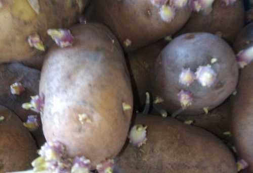 Семена раннего картофеля