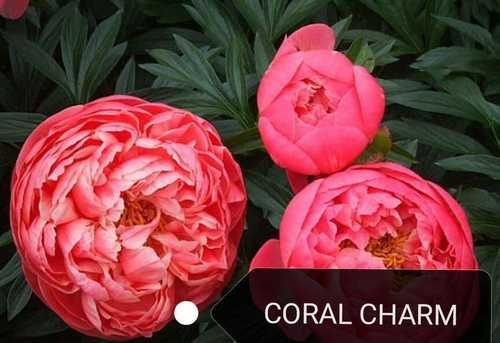 Пион coral charm персик