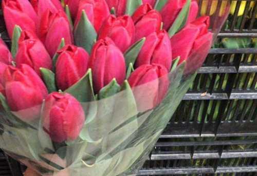Тюльпаны оптом классические красные сорт ред павер