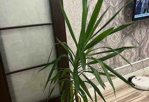 Домашняя пальма
