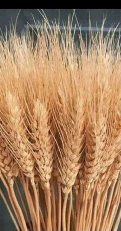 Букет из колосков пшеницы