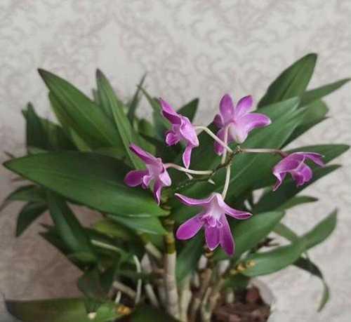 Орхидея Дендробиум кинга