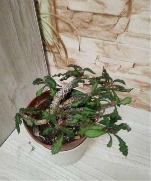 Эуфорбия Декари / Euphorbia decaryi