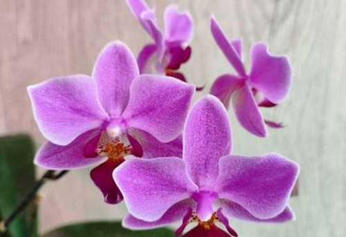 Орхидея фаленопсис Мукалла детка