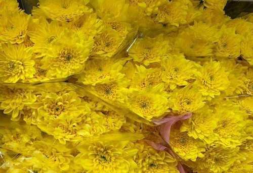 Желтые кустовые хризантемы