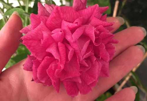 Старинная бенгальская роза малиновая