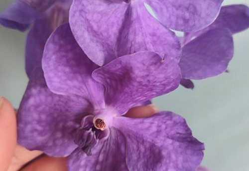 Продажа орхидеи Ванда