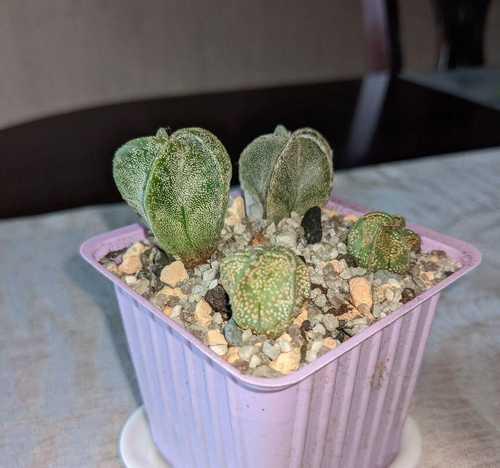 Кактусята Astrophytum mix