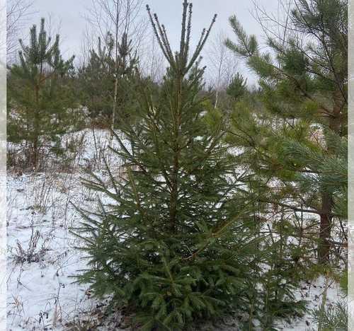 Ель и сосна новогодняя