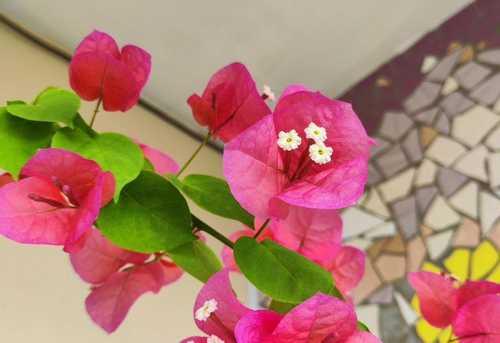 Бугенвиллия саженцы