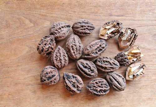Плоды манчжурского ореха