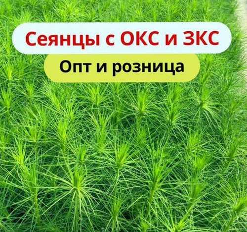 Саженцы ели зкс опт