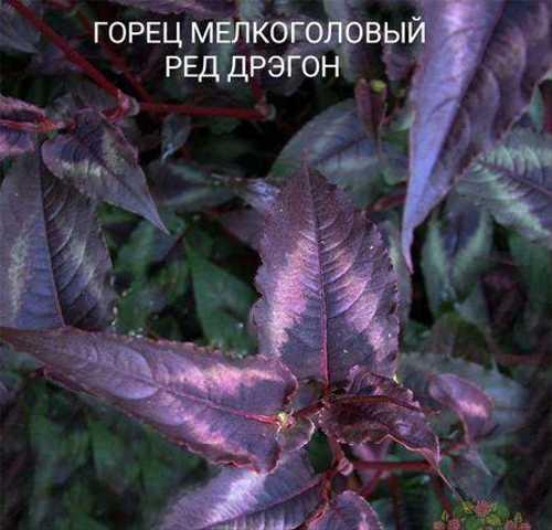 Горец мелкоголовый 'Red Dragon'