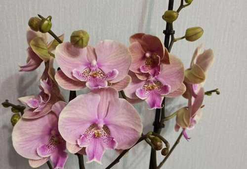 Орхидея фаленопсис Биг Лип, 2 ствола