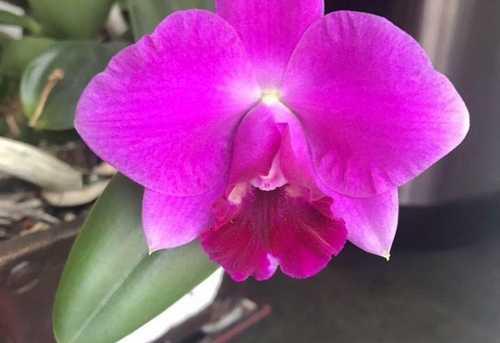 Орхидея каттлея cattleya Mini purple "Cluster"